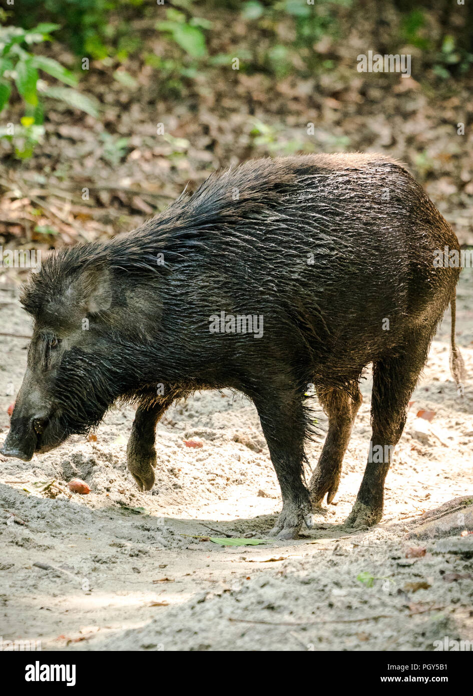 Photo of jungle boar hi-res stock photography and images - Alamy