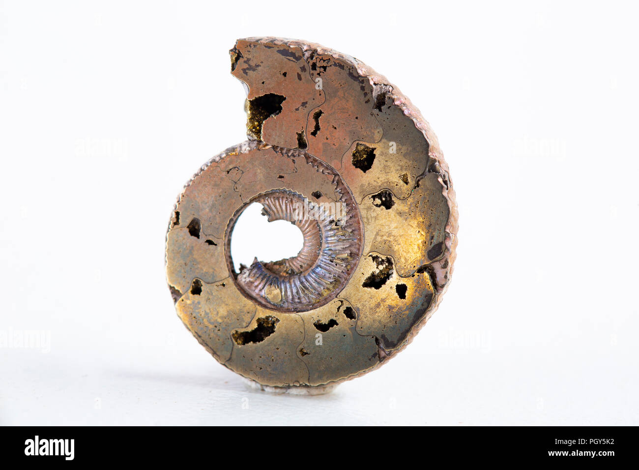 Fossil pyritized ammonite, Ordovician Period, Ryajan, Russia Stock ...