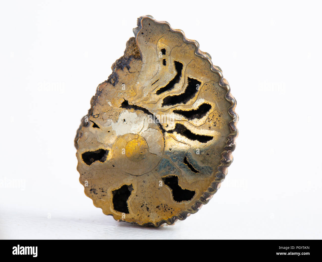 Gold ammonite hi-res stock photography and images - Alamy