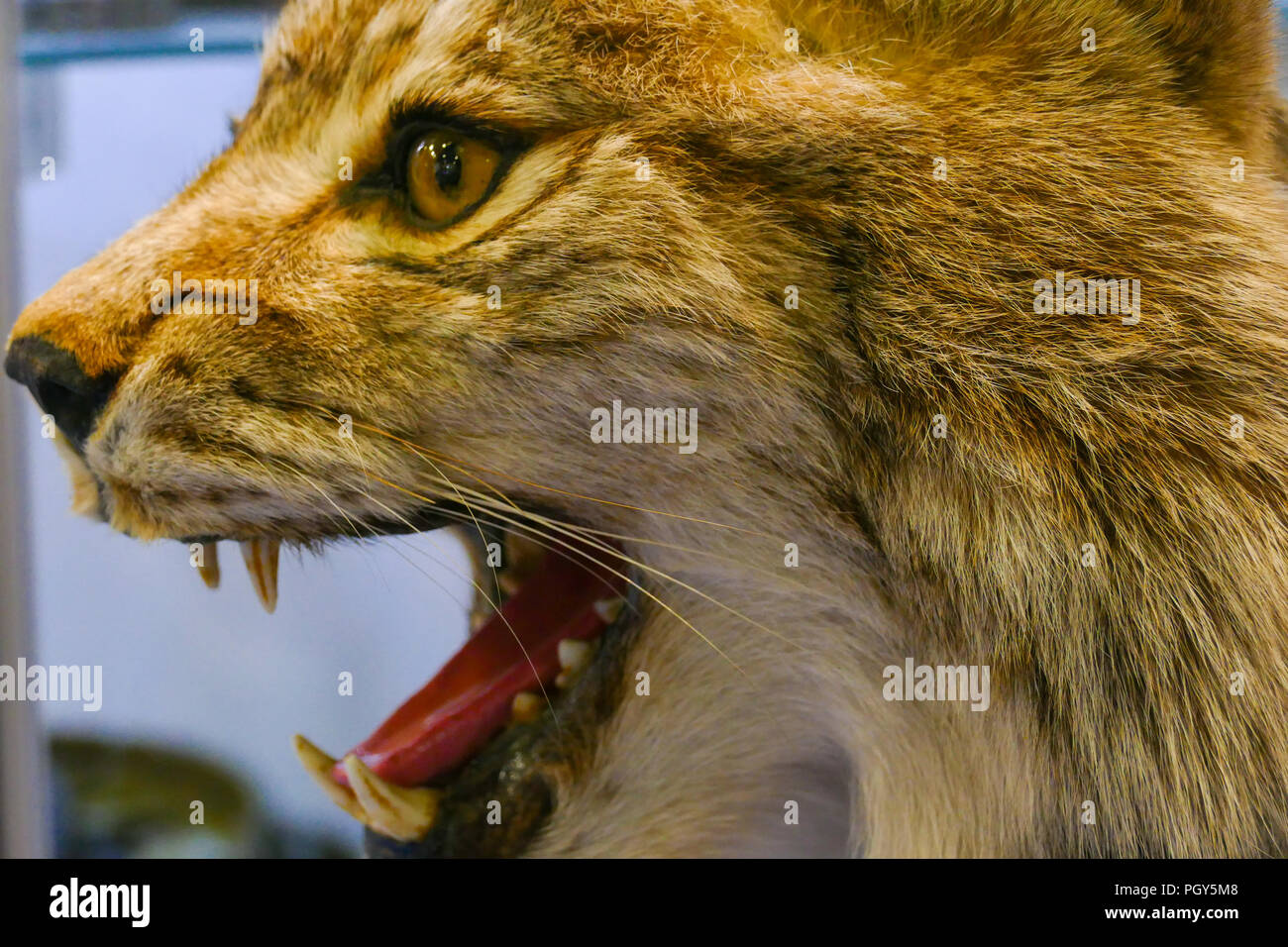 head of a lynx with an open mouth Stock Photo - Alamy