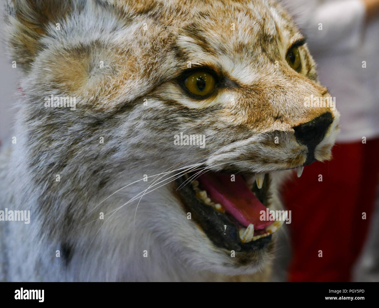 head of a lynx with an open mouth Stock Photo - Alamy