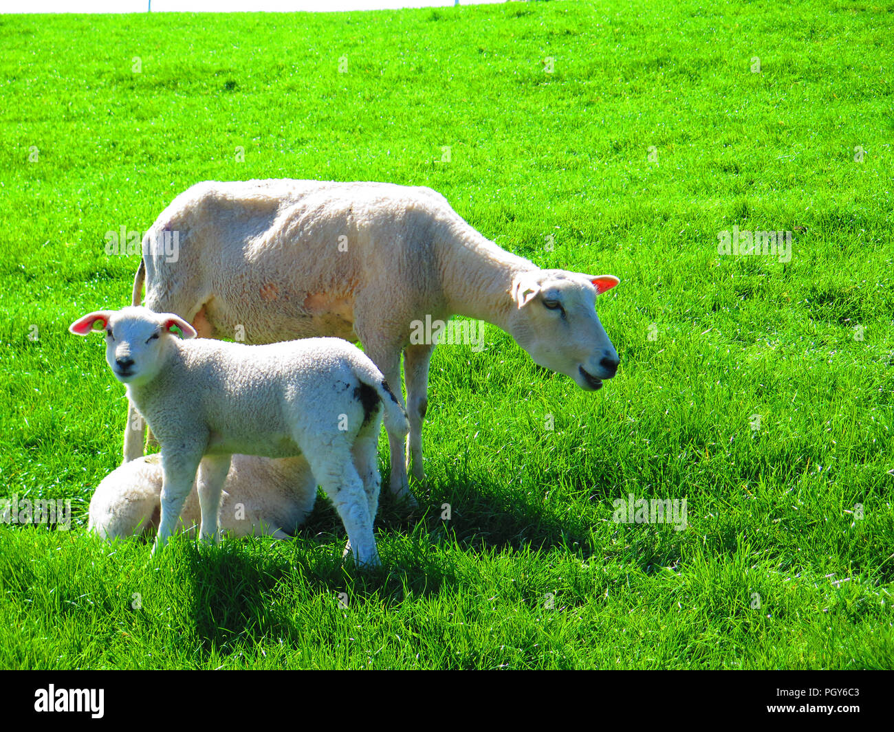 Spring lambs with mother sheep on grass dike in Dutch fishing village ...