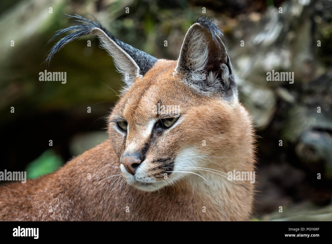 Portrait desert cats Caracal (Caracal caracal) or African lynx with ...