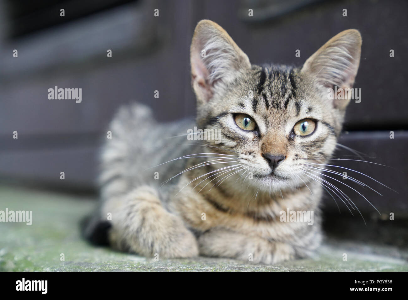 Curious cute little tabby kitten Stock Photo - Alamy