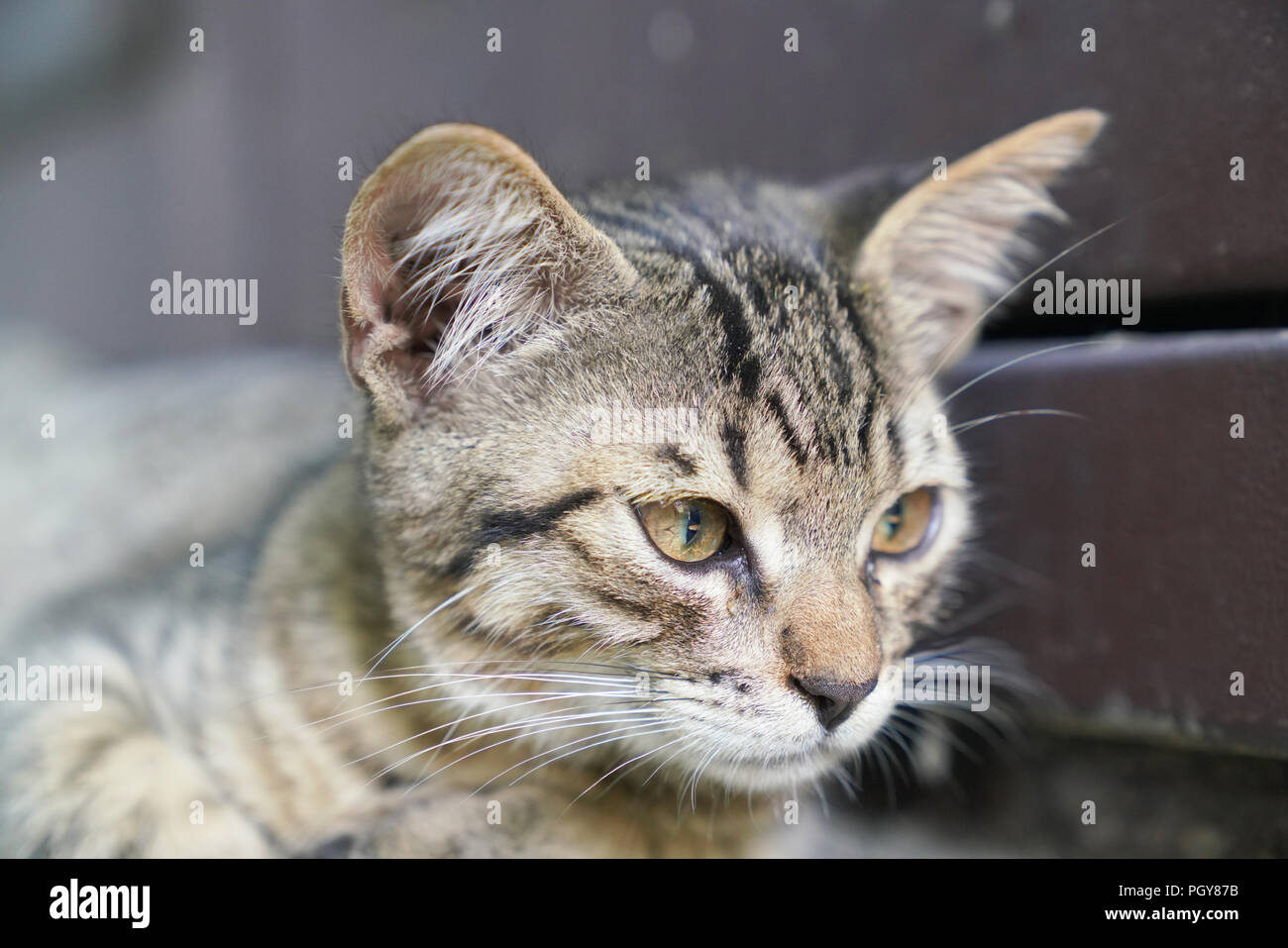 Curious cute little tabby kitten Stock Photo - Alamy