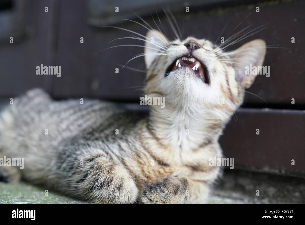 Curious cute little tabby kitten smiling, yawning Stock Photo - Alamy