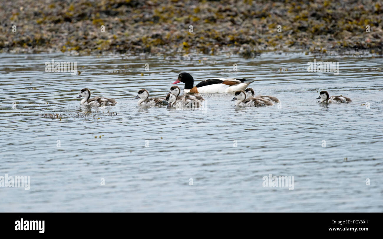 Female shelduck with 8 baby chicks swimming near the shore of the ...