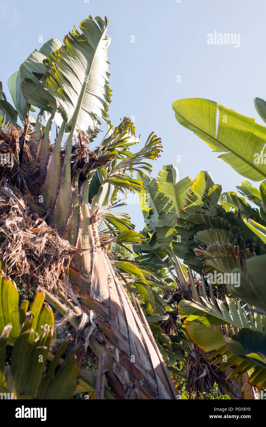 Banana Plants Garden High Resolution Stock Photography and Images - Alamy