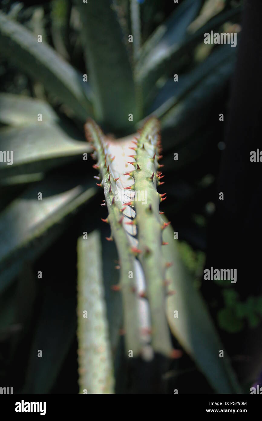 Grow cactus hi-res stock photography and images - Alamy