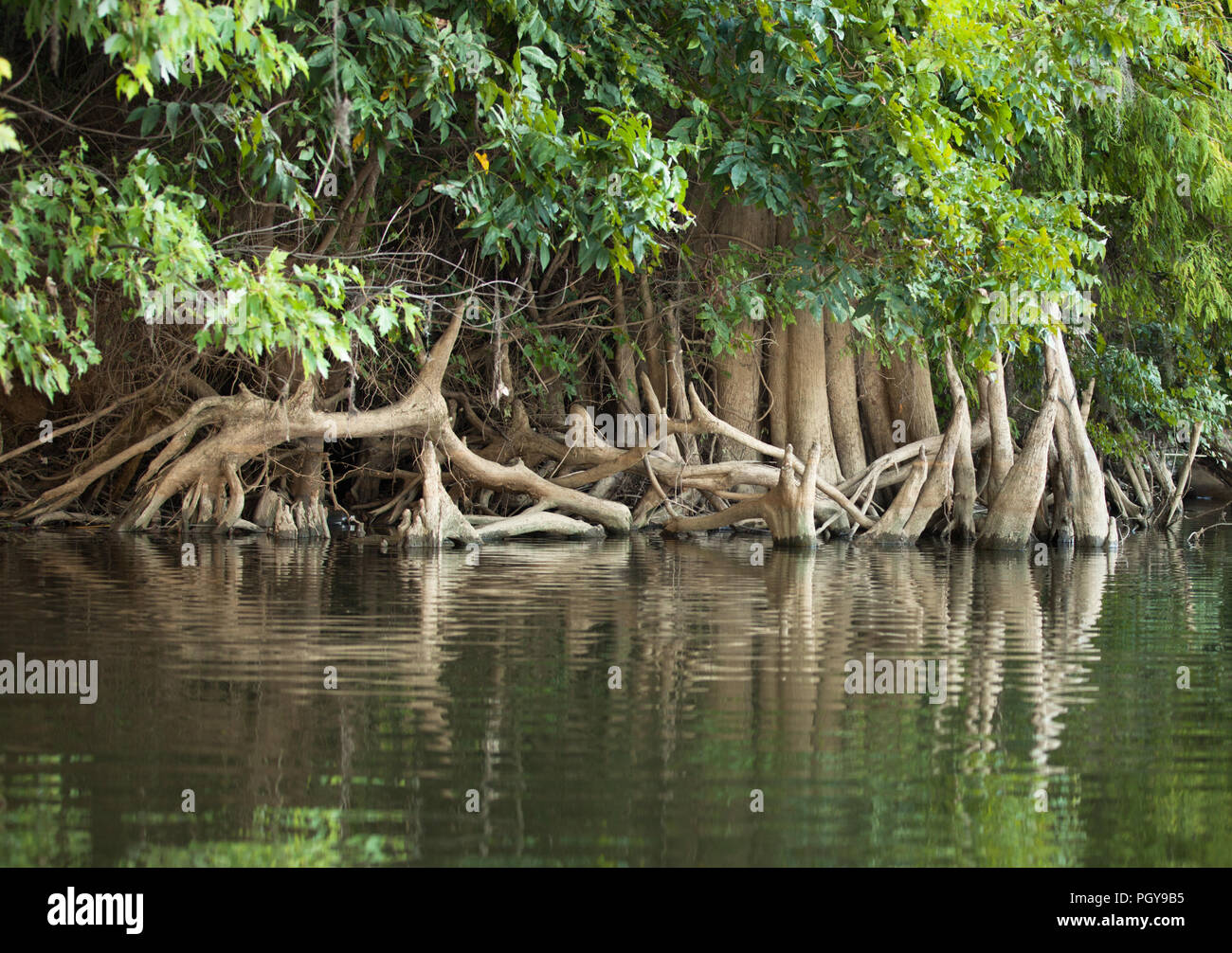 Mangroves along the Alabama River in Selma, AL Stock Photo - Alamy