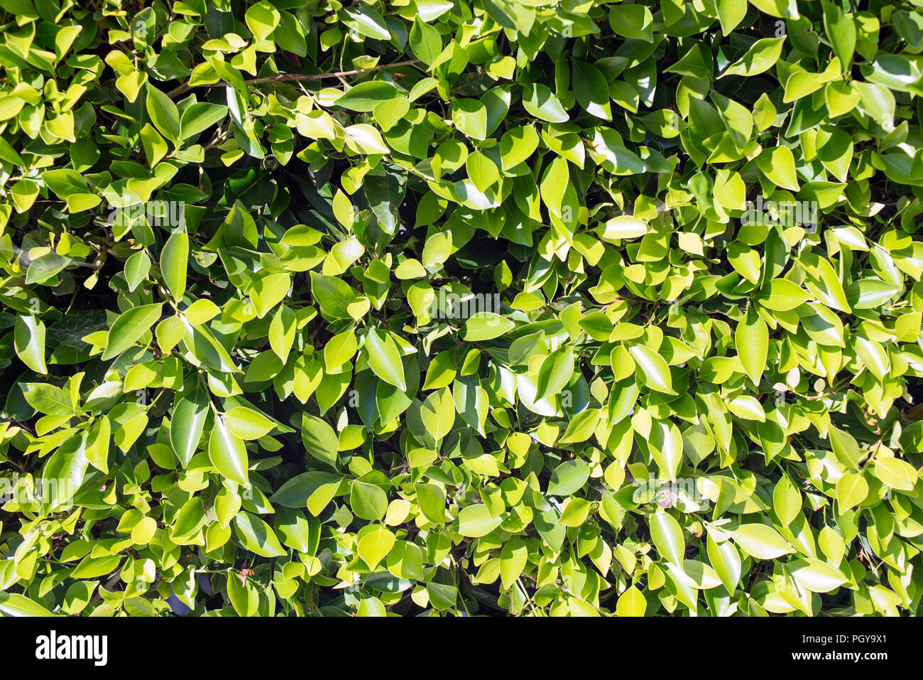 A view of green leaves covering the fence as a background Stock Photo ...