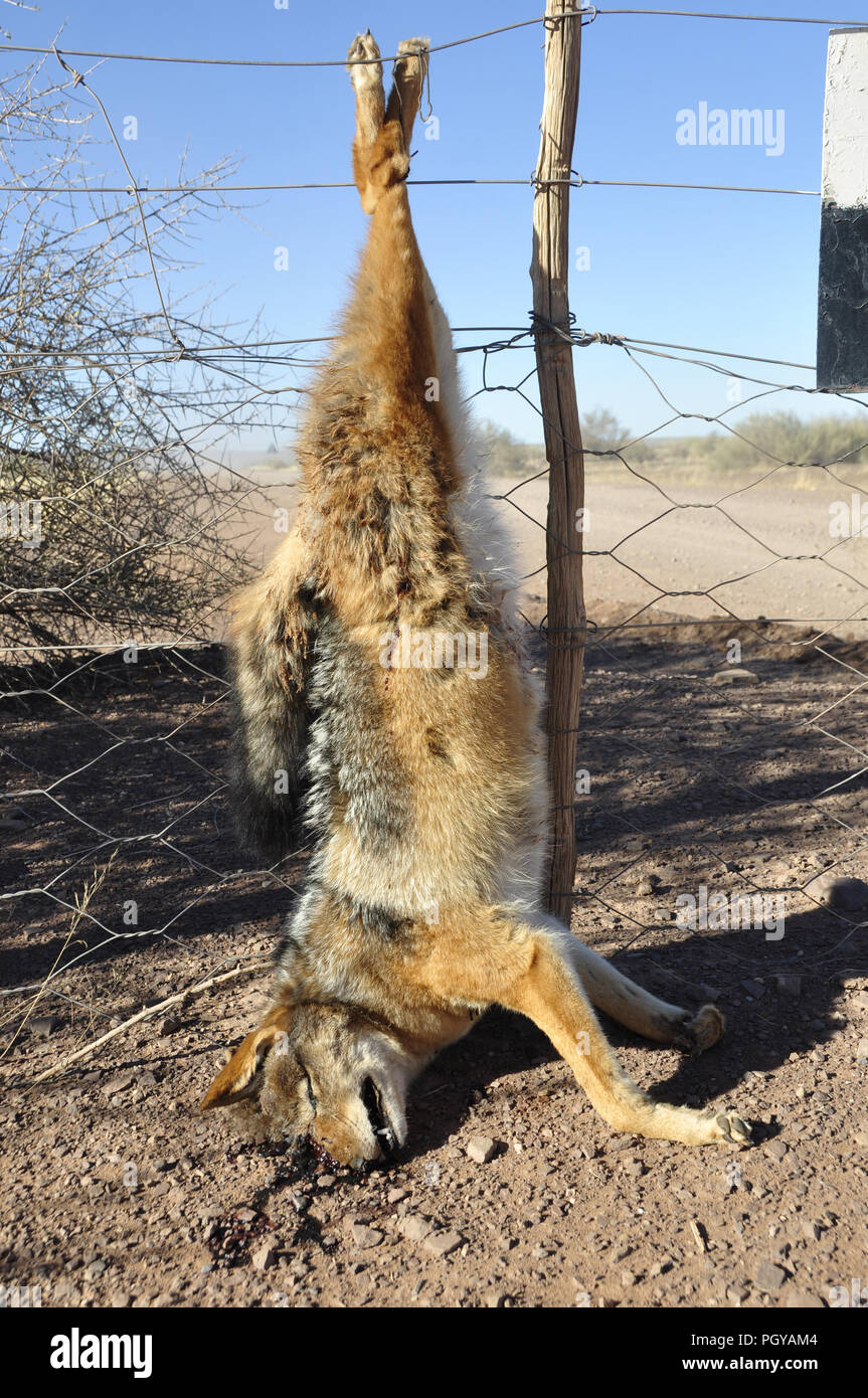 Jackal fence hi-res stock photography and images - Alamy