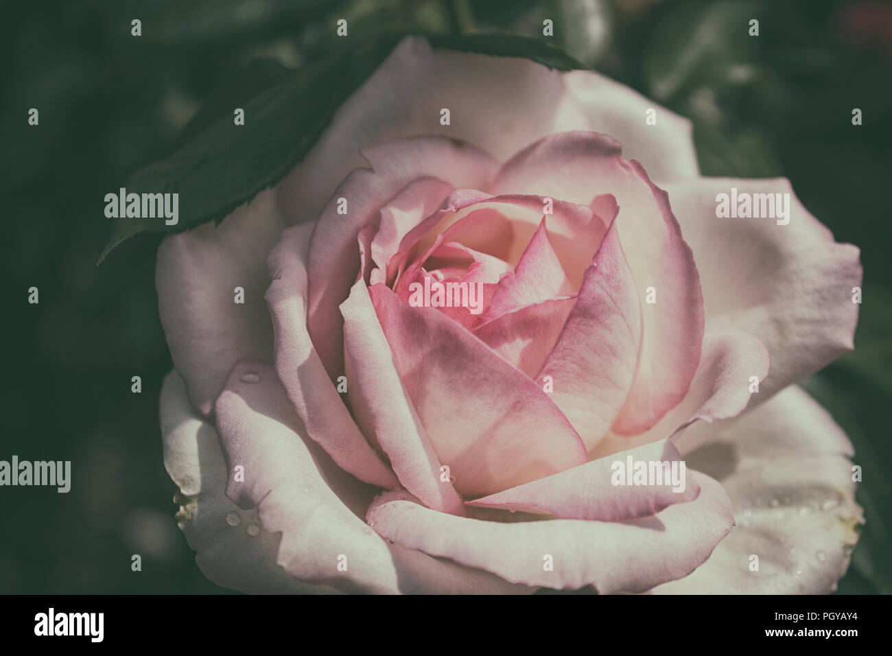 Most beautiful rose hi-res stock photography and images - Alamy