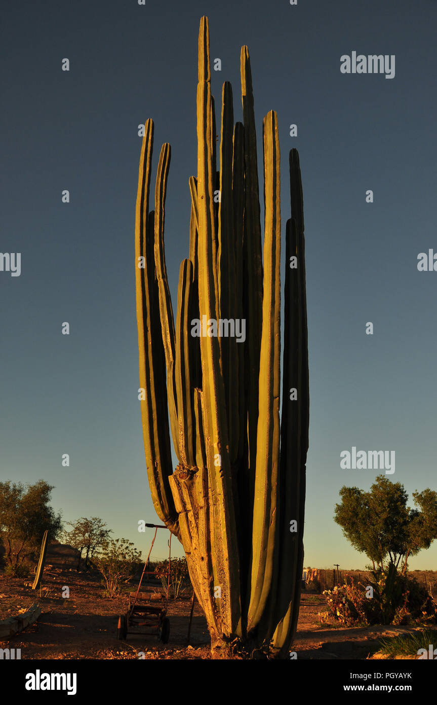 Namib-desert: Cactus in the Kalahari near Garies Restcamp in Rietoog ...
