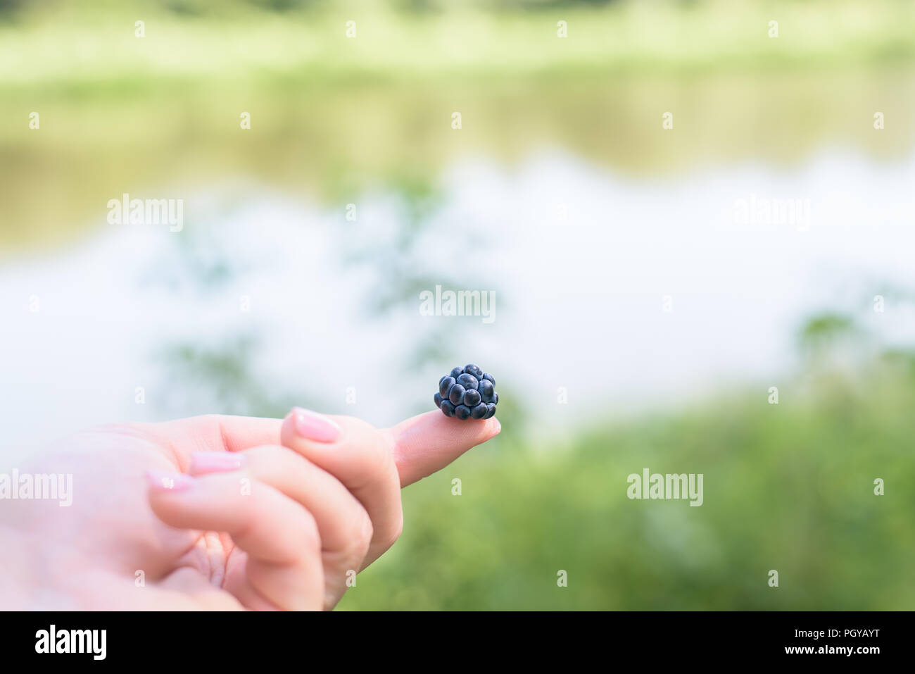 BlackBerry on the finger, berry holds a female hand . one berry is dark ...