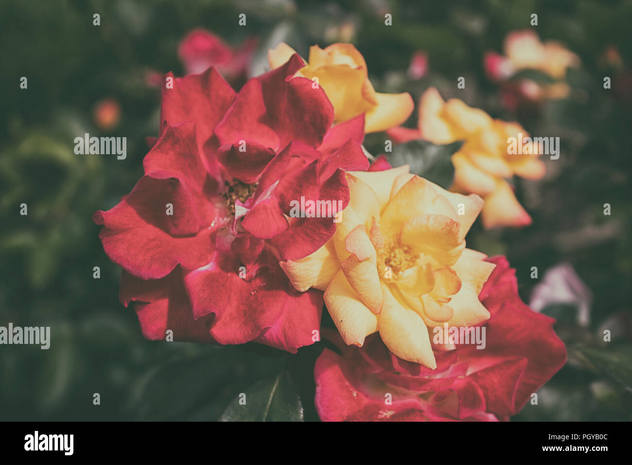 Yellow and red Roses. Garden flowers. Garden Roses. Beautiful flowers ...