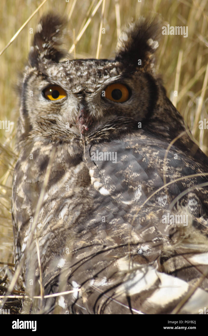 A owl in the Kalahari desert bush gras of Namibia Stock Photo - Alamy