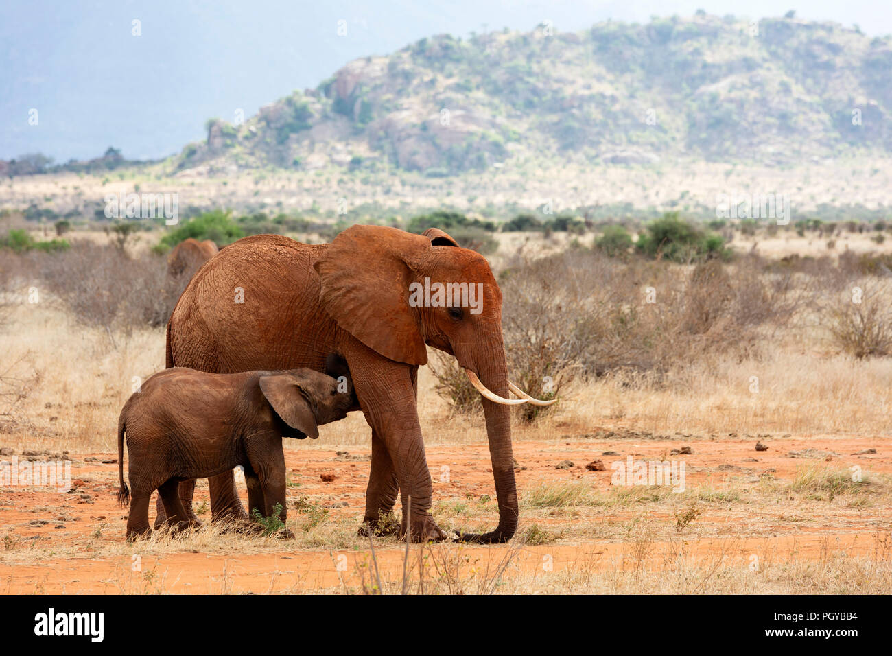 Tusker elephant hi-res stock photography and images - Alamy