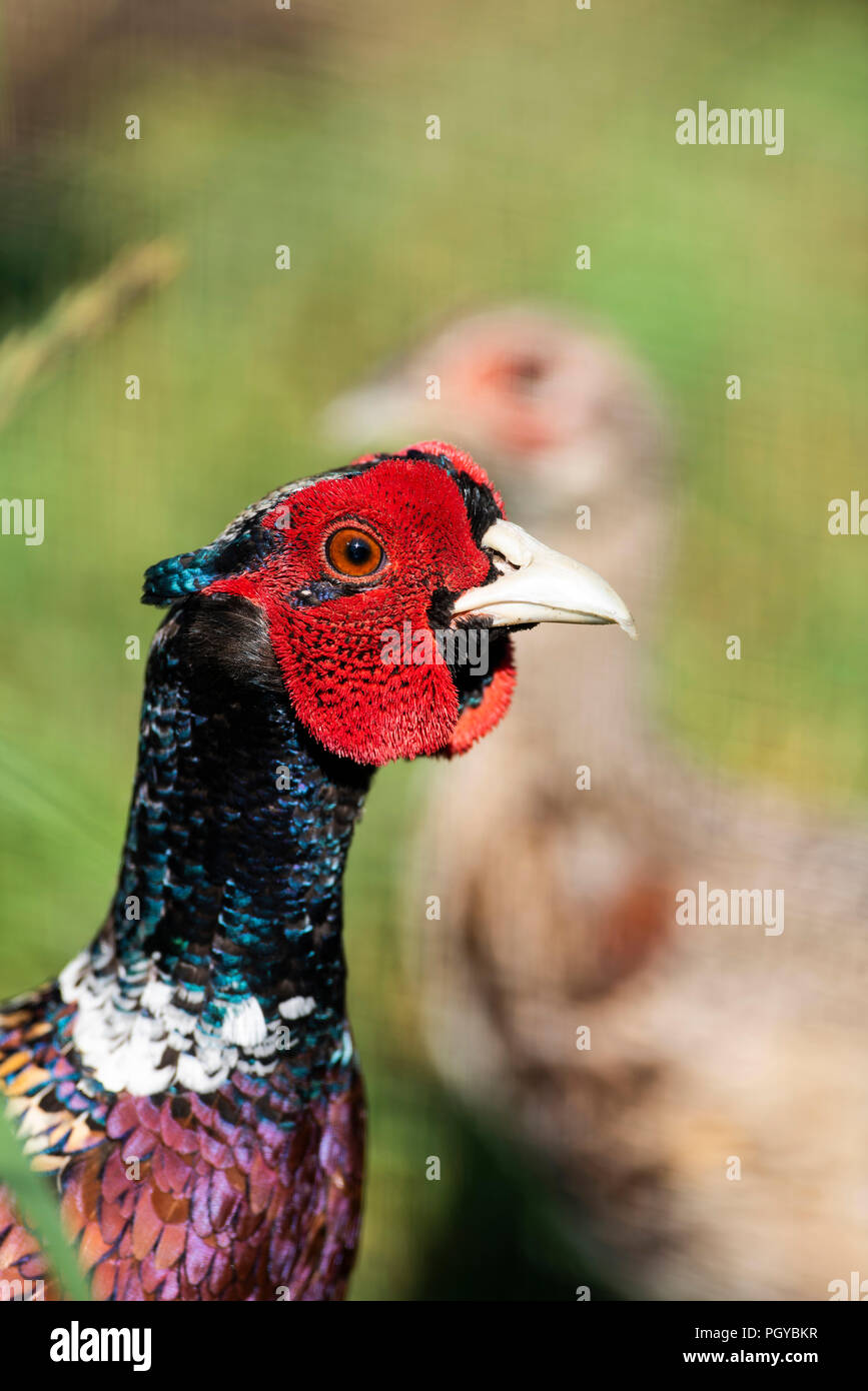 Young Rooster Chinese Ringnecked Pheasant during the summer Stock Photo ...