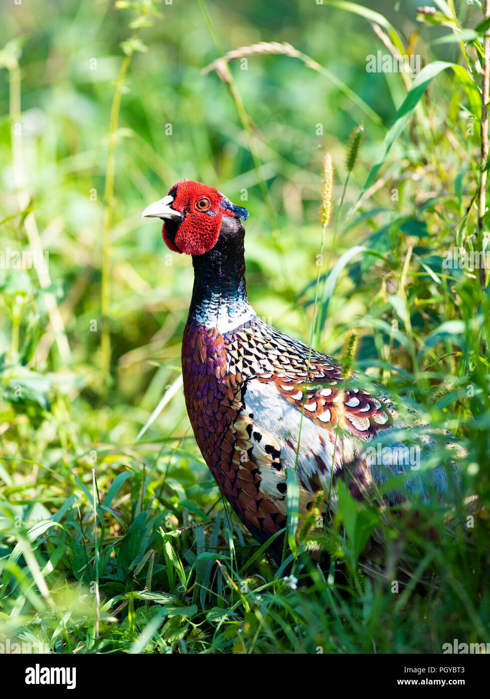 Young Rooster Chinese Ringnecked Pheasant during the summer Stock Photo ...