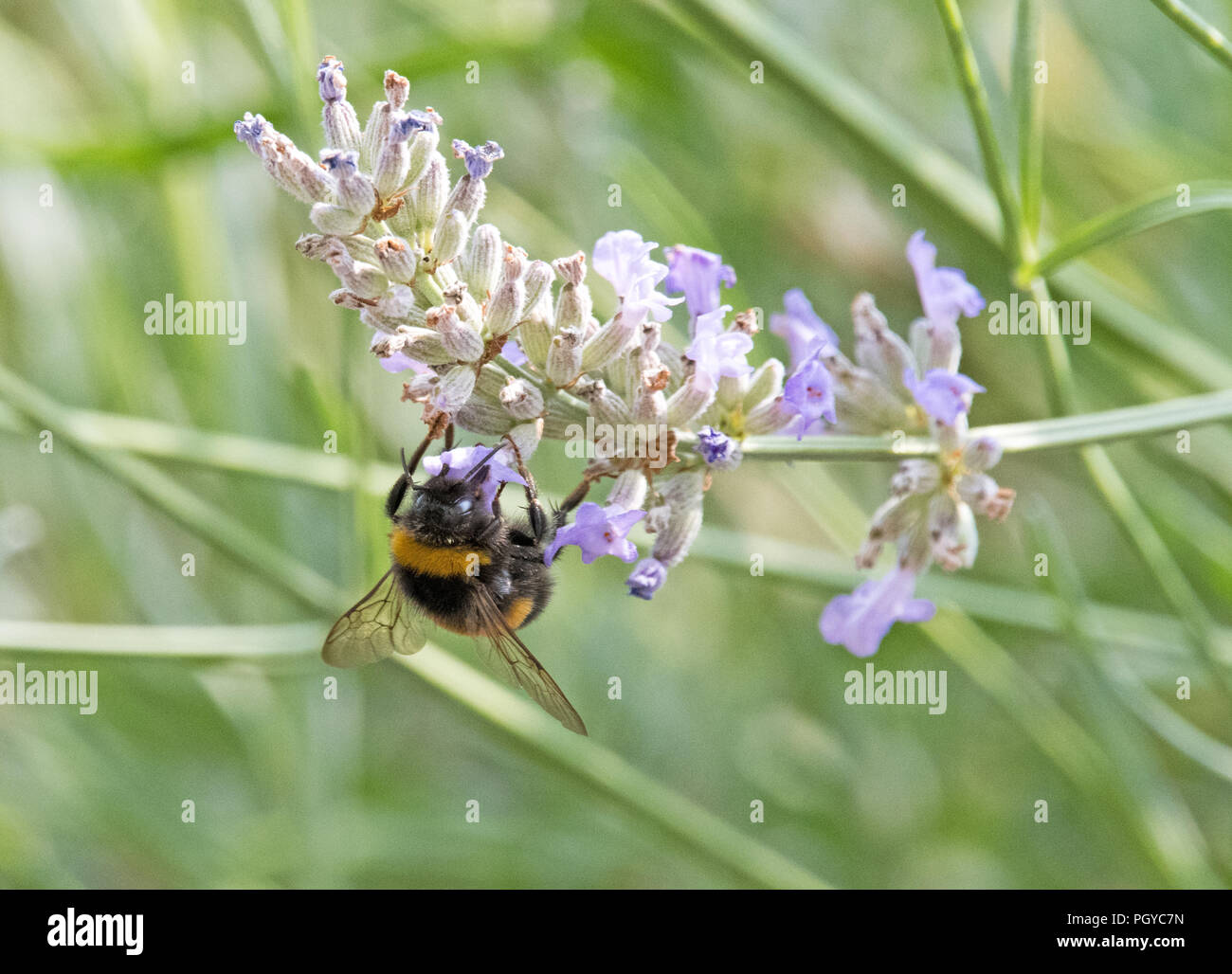 Honey Bee (Apis mellifera Stock Photo - Alamy