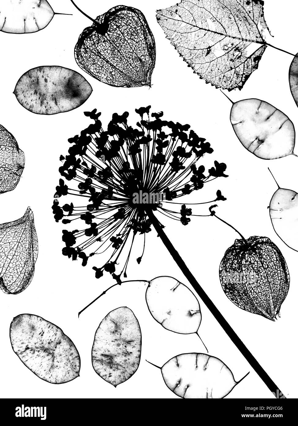 Chinese Lanterns,alliums,leaf skeletons and Honesty seeds Stock Photo ...
