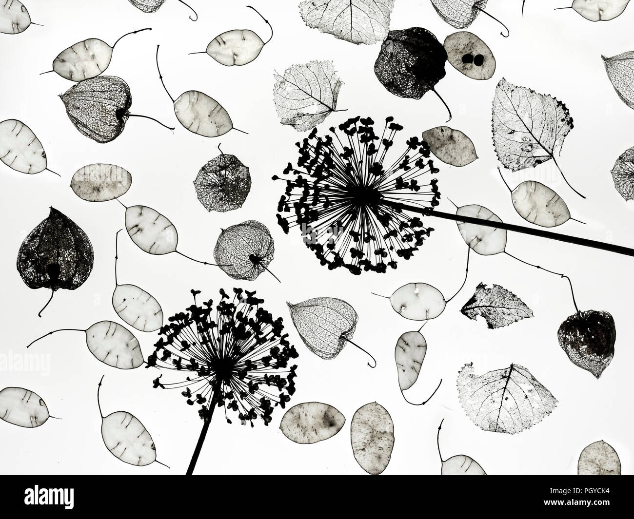 Chinese Lanterns,alliums,leaf skeletons and Honesty seeds Stock Photo ...
