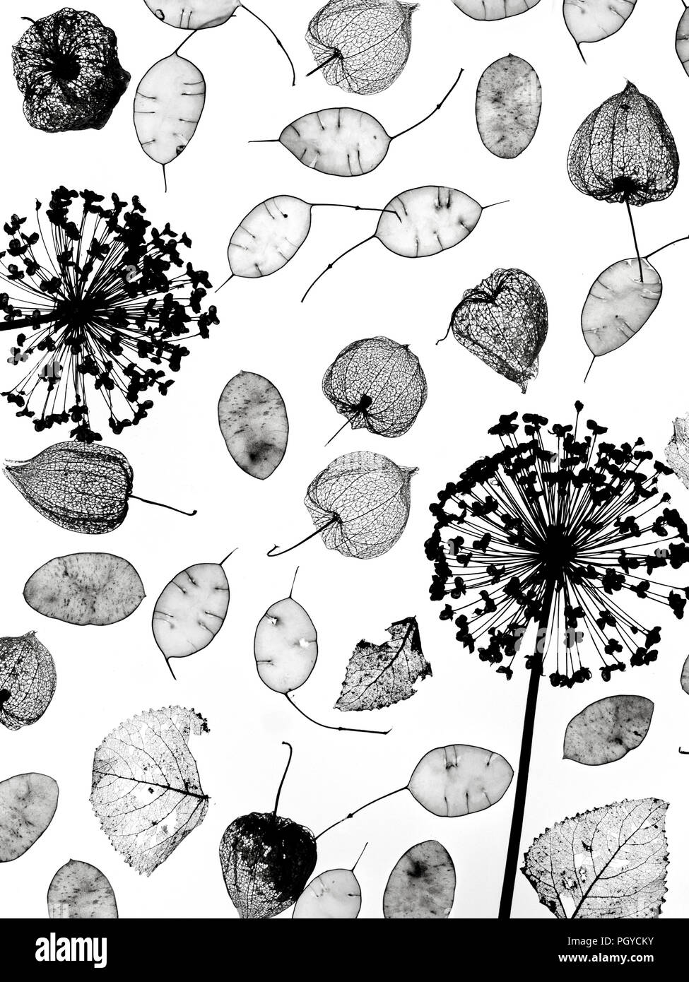 Black and white alliums hi-res stock photography and images - Alamy
