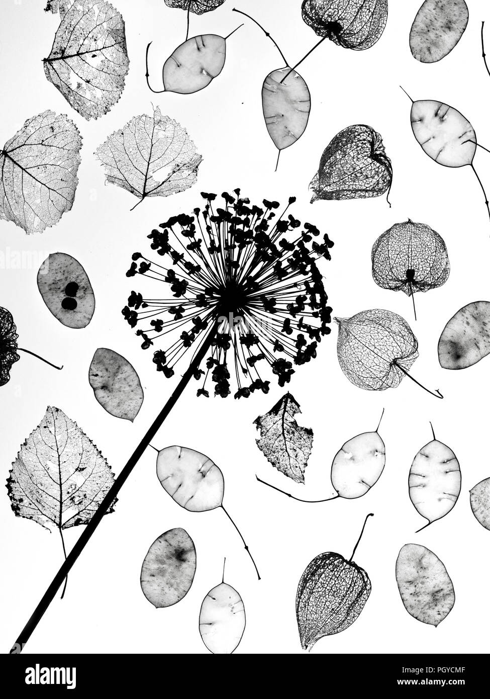 Chinese Lanterns,alliums,leaf skeletons and Honesty seeds Stock Photo ...