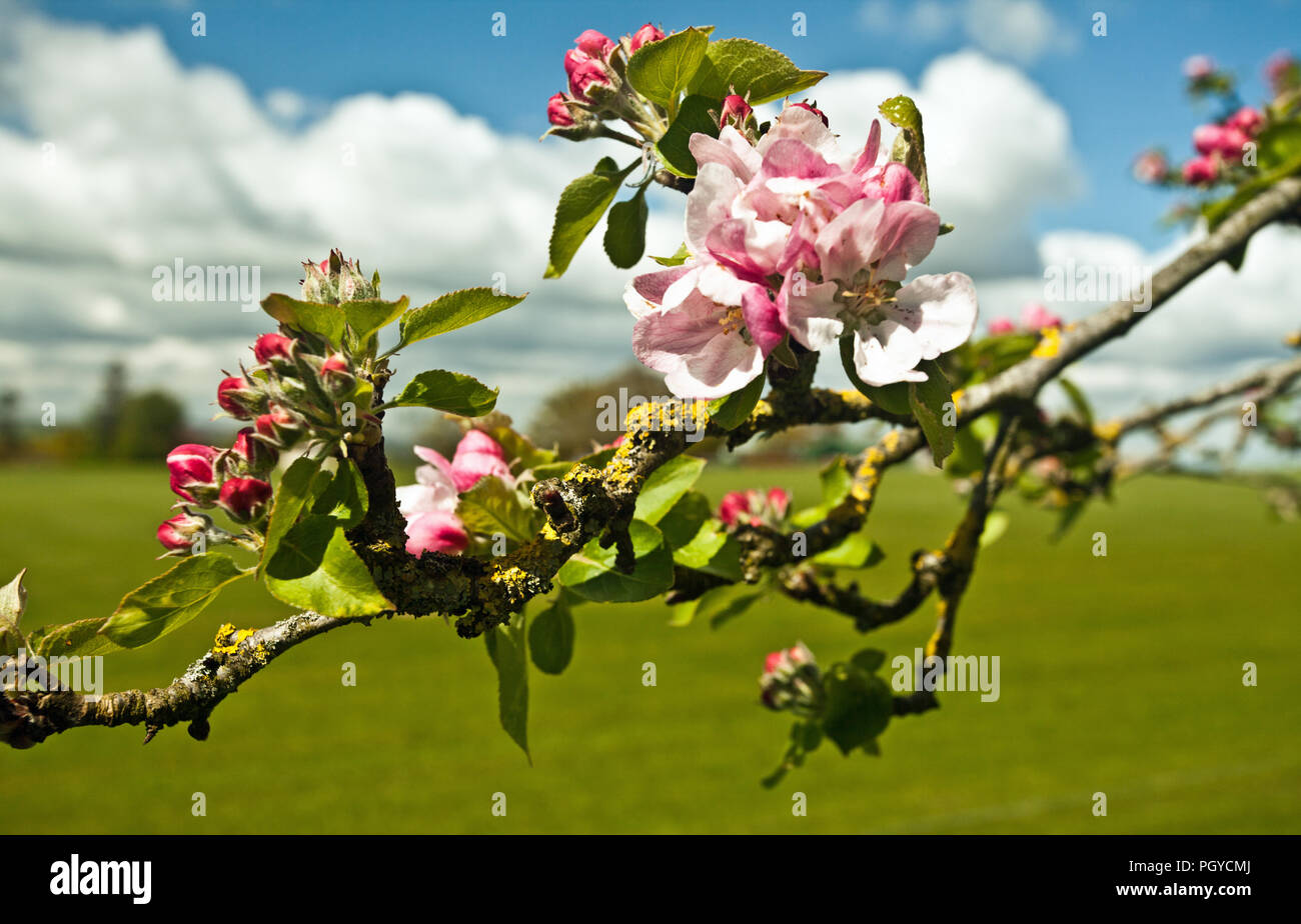 Apple blossom hi-res stock photography and images - Alamy