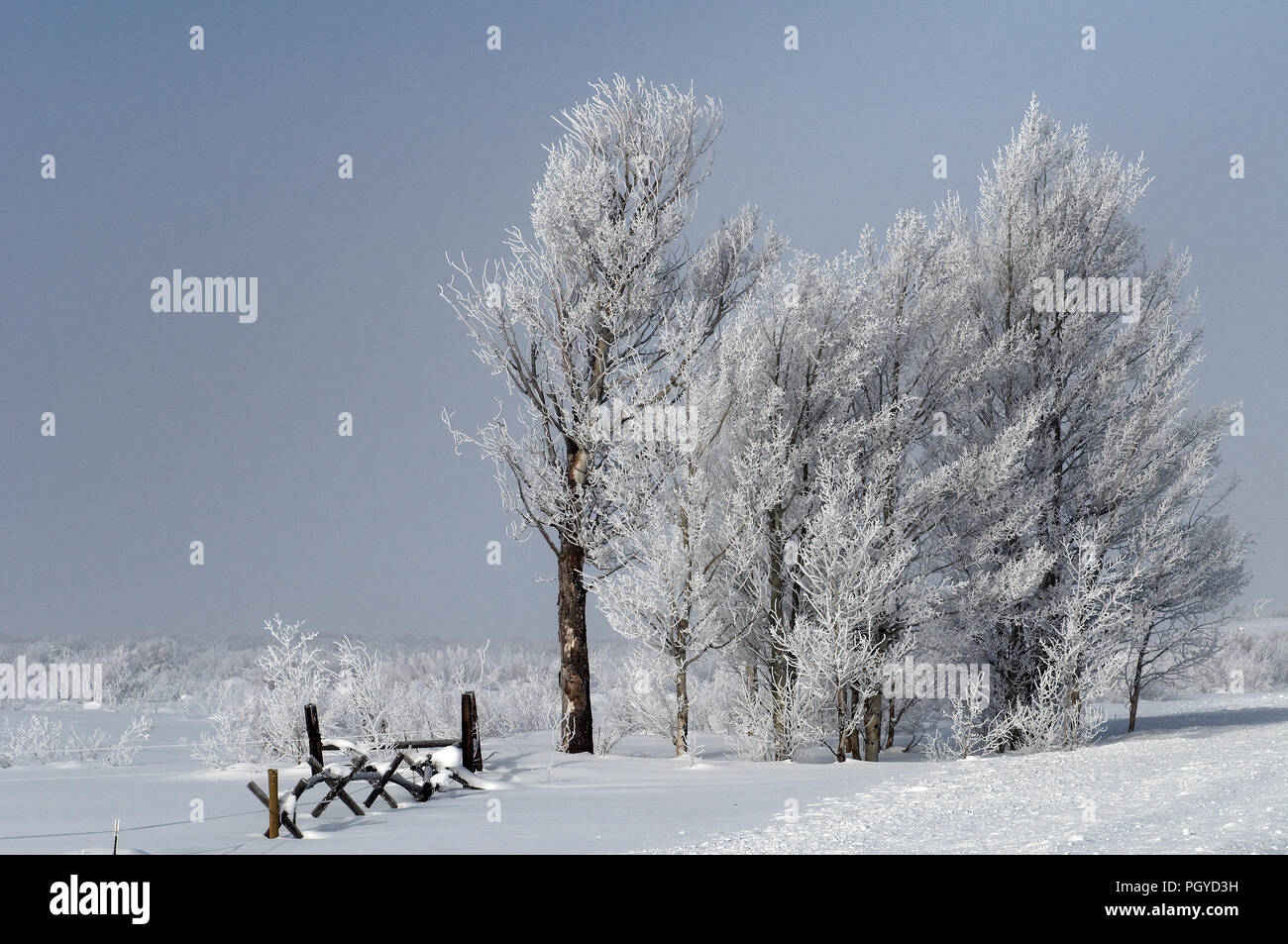 Frozen trees - Fog Stock Photo - Alamy