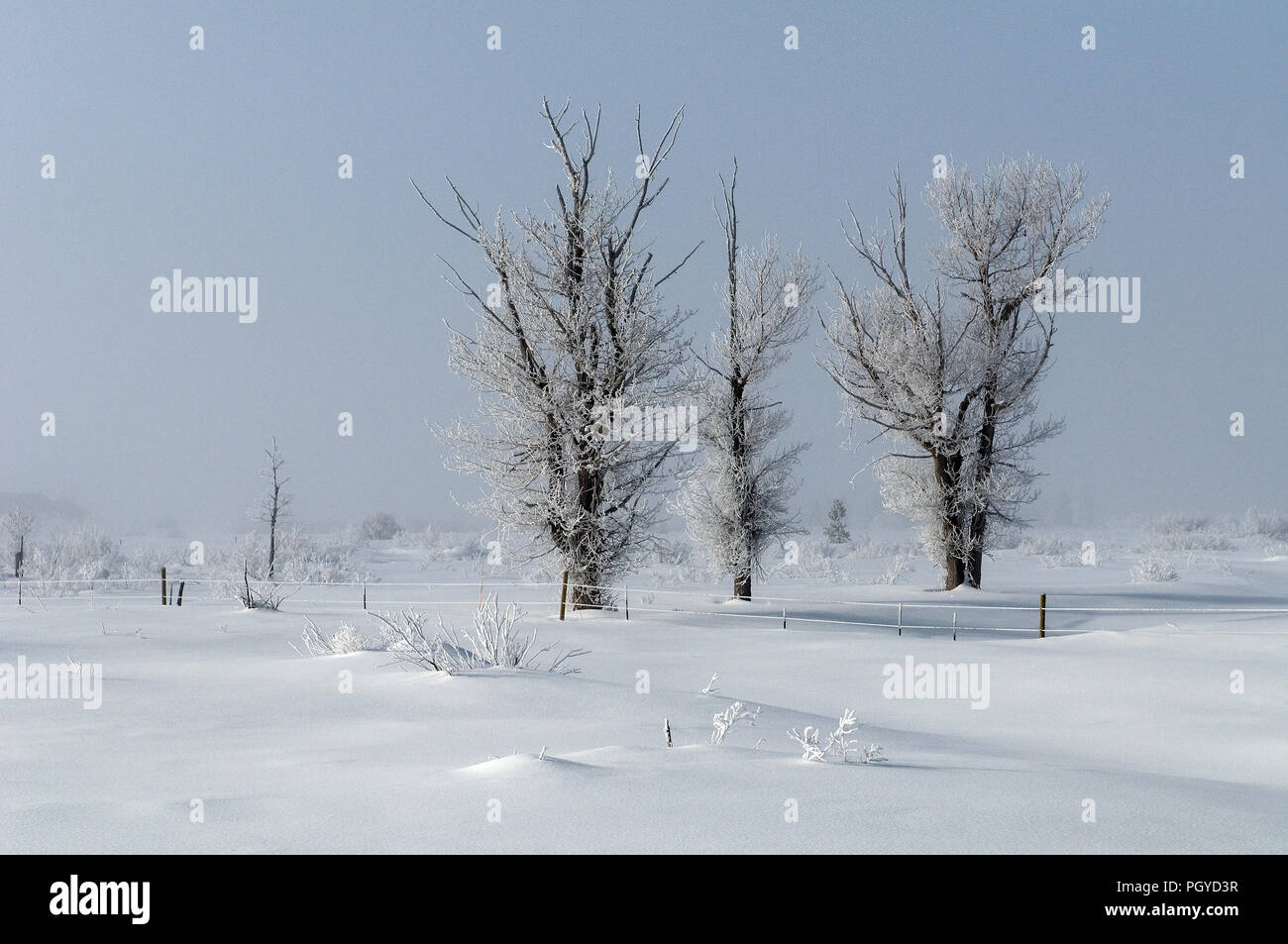 Frozen trees and landscape hi-res stock photography and images - Alamy