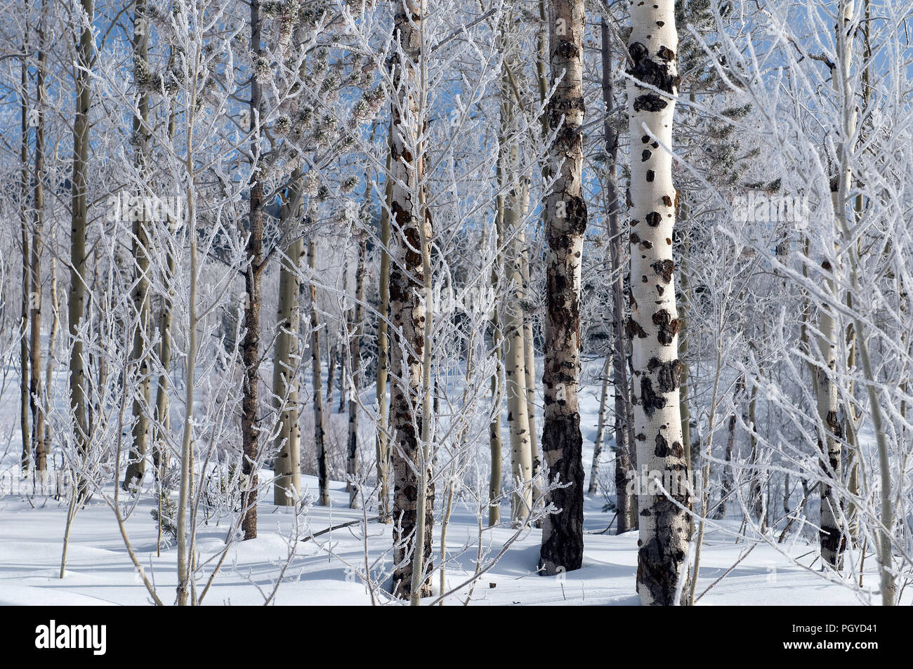 Frozen birch trees Bouleaux gelés Stock Photo - Alamy
