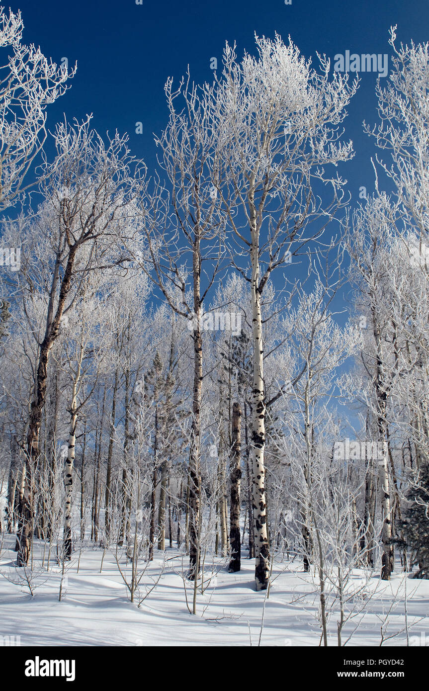 Bouleaux hi-res stock photography and images - Alamy