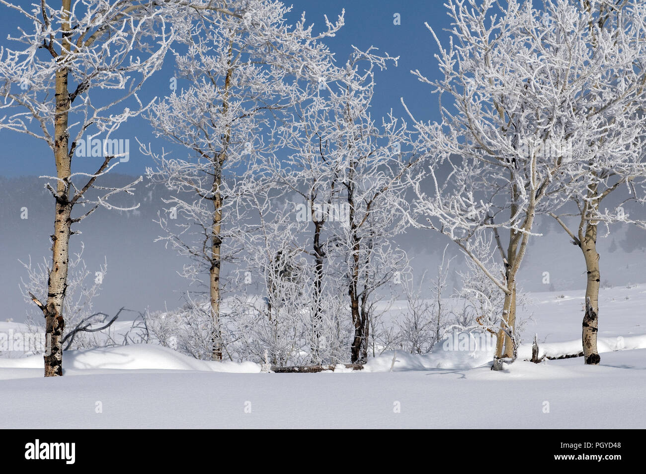 Frozen birch trees Bouleaux gelés Stock Photo - Alamy
