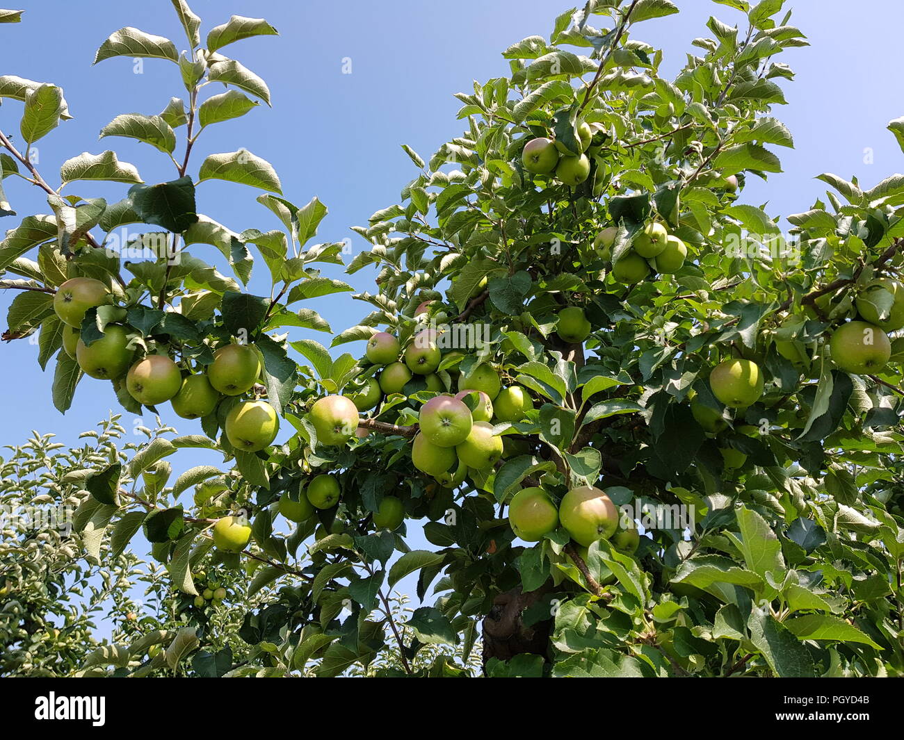 The largest connected fruit growing area in Europe - Hamburg old land ...