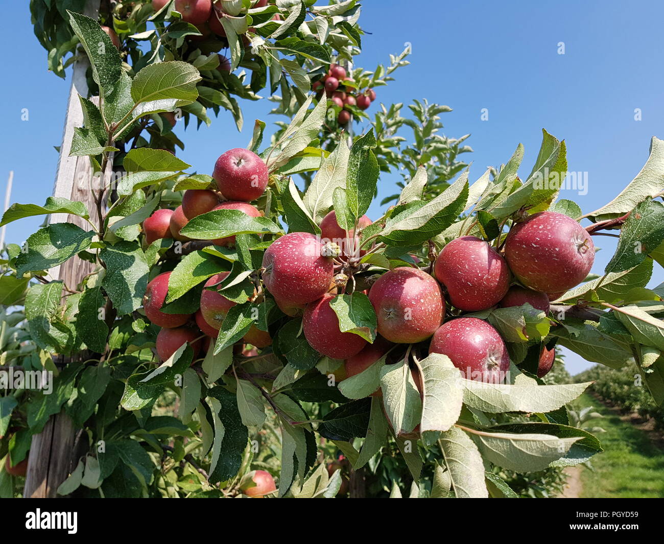 The largest connected fruit growing area in Europe - Hamburg old land ...