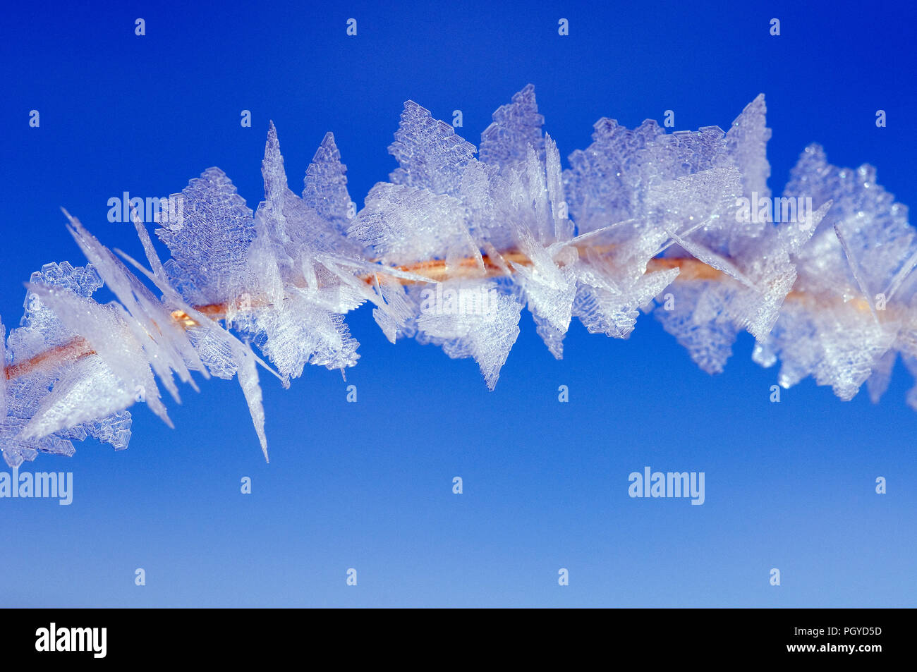 Hard Frost - Ice's crystal - Yellowstone Fortes gelées - Cristaux de ...