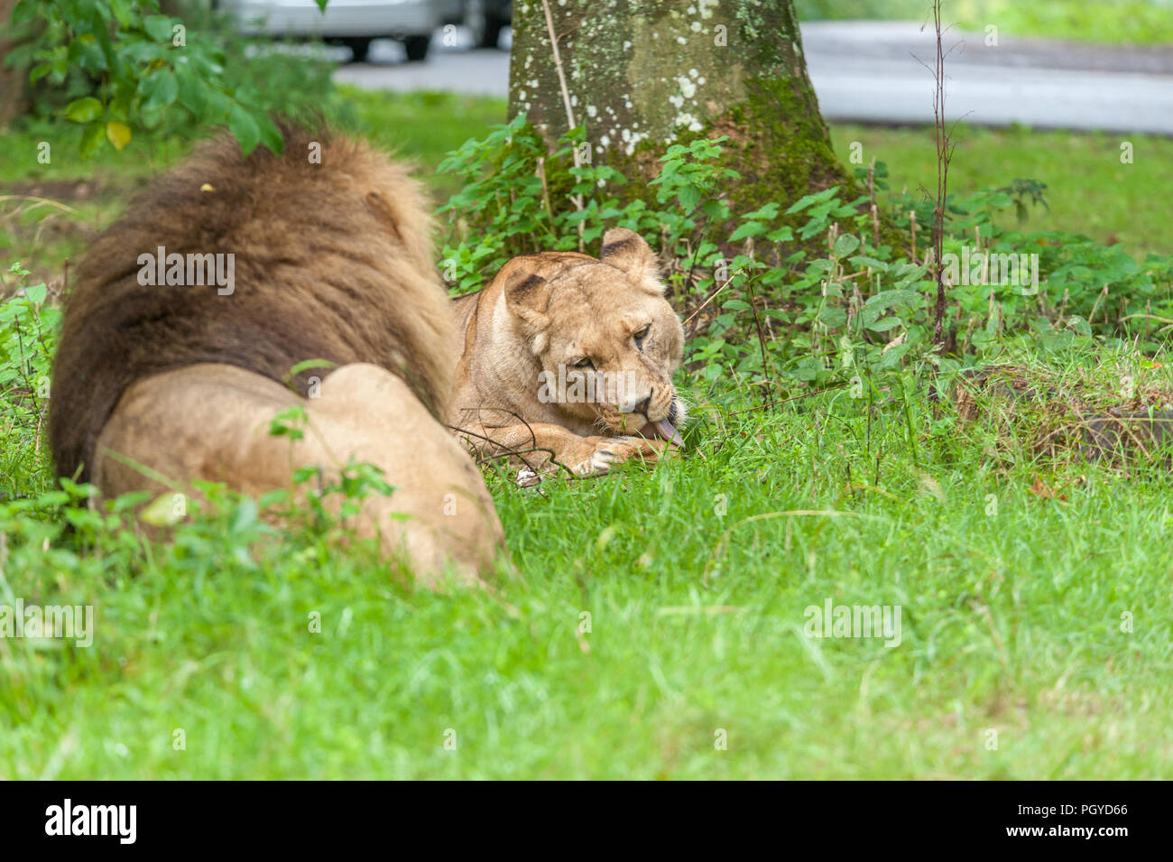 Lions Of Bath Stock Photos & Lions Of Bath Stock Images - Alamy