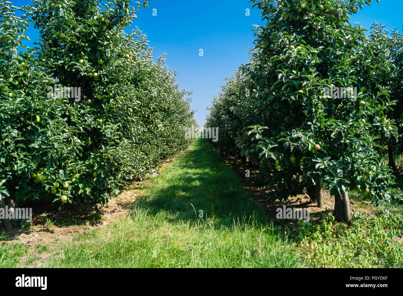 The largest connected fruit growing area in Europe - Hamburg old land ...