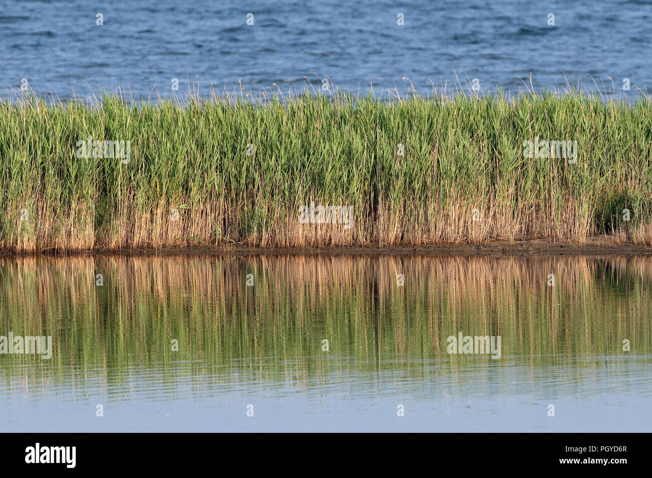 Reeds roseaux hi-res stock photography and images - Alamy