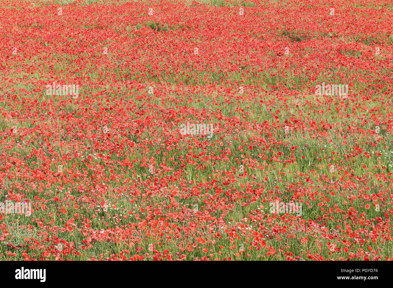 Coquelicot hi-res stock photography and images - Alamy