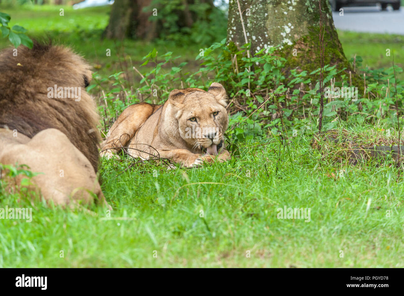 Lions at longleat Stock Photo - Alamy