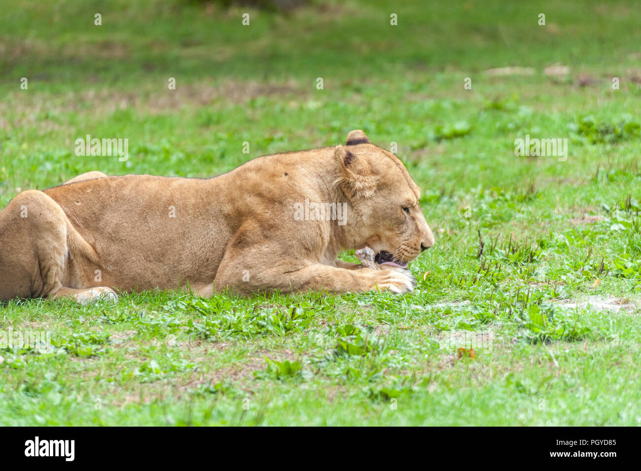 Longleat Safari Park Lord Bath High Resolution Stock Photography and ...