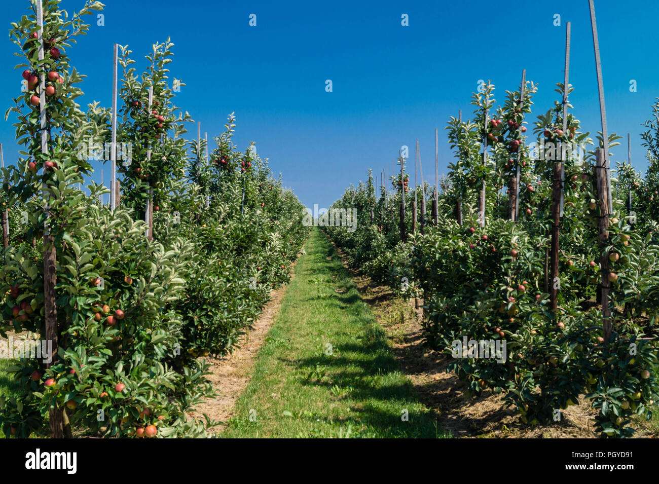 Fruit Farming High Resolution Stock Photography and Images - Alamy