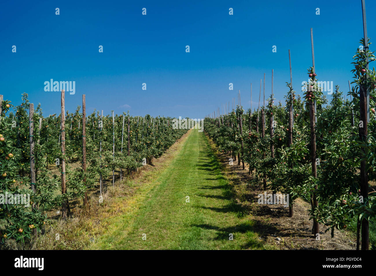 Fruit Farming Area High Resolution Stock Photography and Images - Alamy