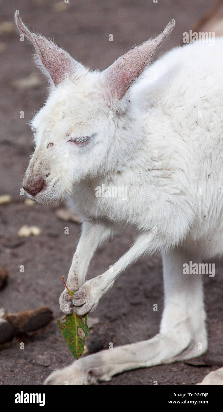 Albino kangaroo hi-res stock photography and images - Alamy