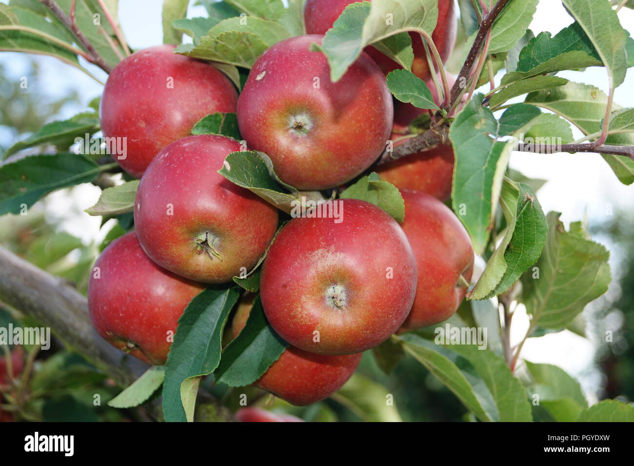 The largest connected fruit growing area in Europe - Hamburg old land ...