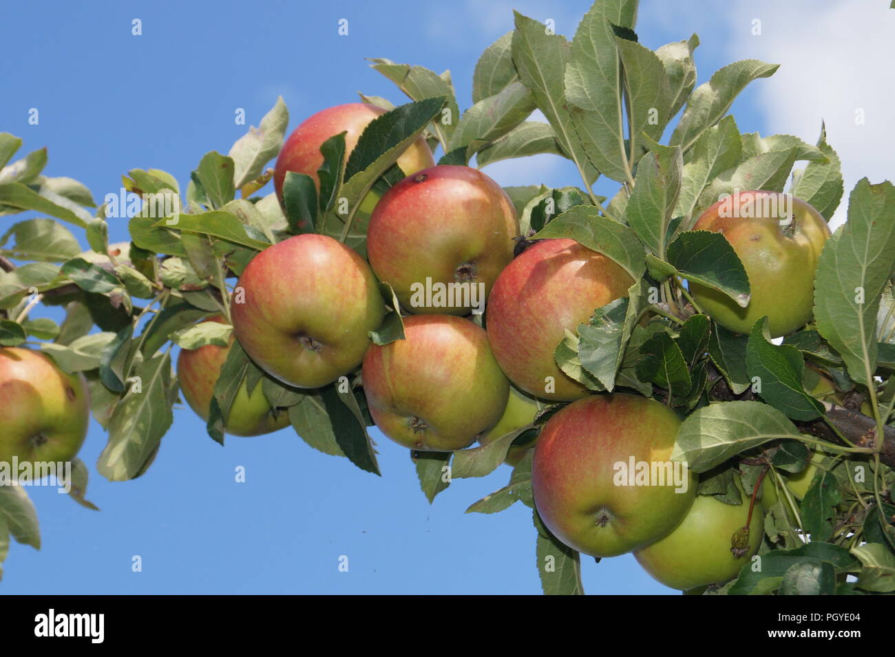 The largest connected fruit growing area in Europe - Hamburg old land ...