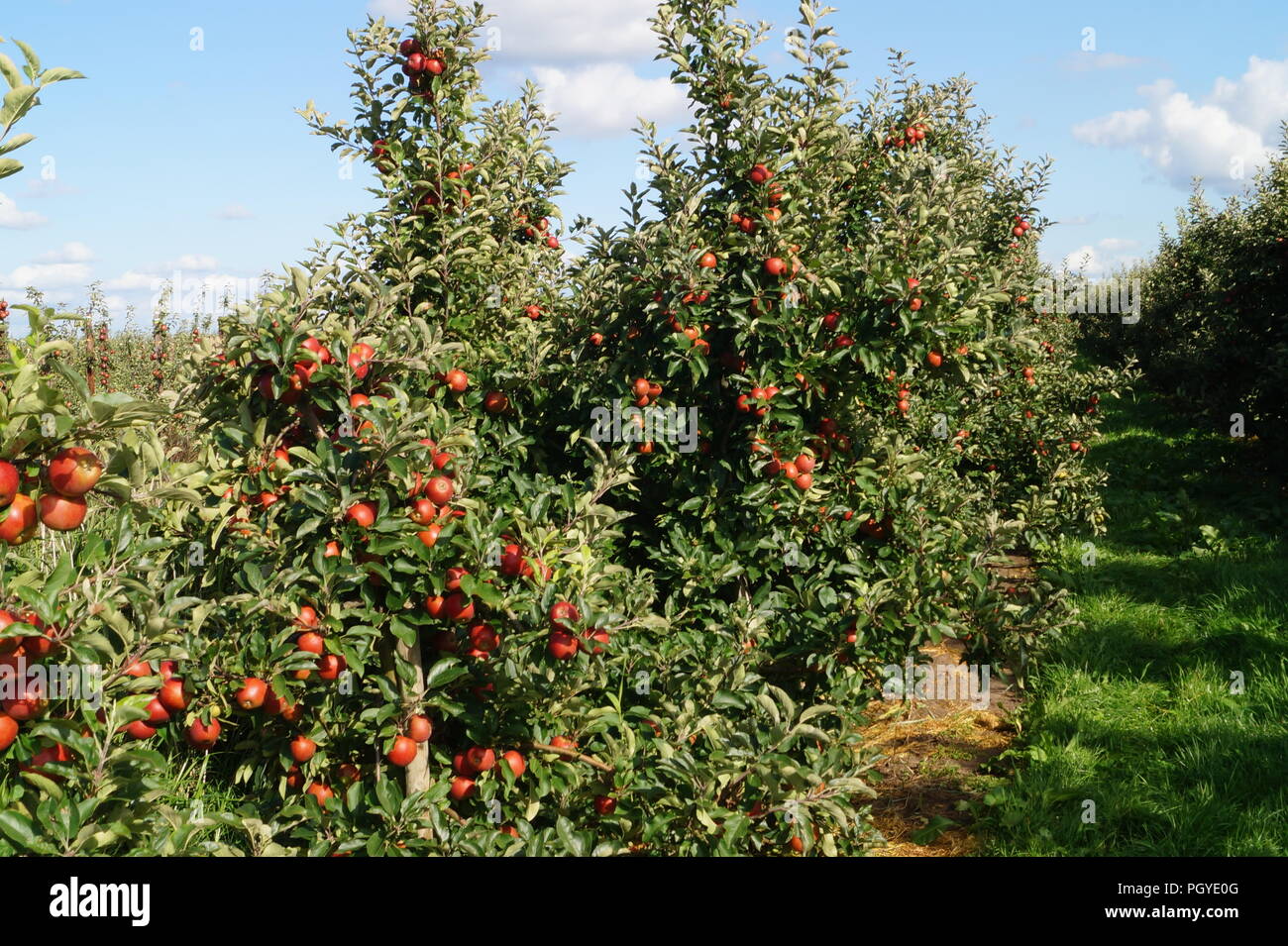 The largest connected fruit growing area in Europe - Hamburg old land ...